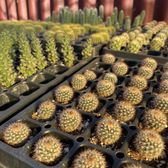 Cactus-Mart - 218 Photos & 114 Reviews - Nurseries & Gardening - 49889 ...