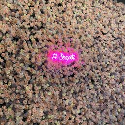 SEAPOT - Updated December 2025 - 995 Photos & 638 Reviews - 6009 Florin ...