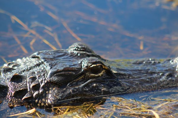 CREW - BIRD ROOKERY SWAMP - Updated November 2024 - 166 Photos & 23 ...
