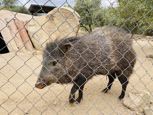 HERITAGE PARK ZOOLOGICAL SANCTUARY - 126 Photos & 77 Reviews - 1403 ...