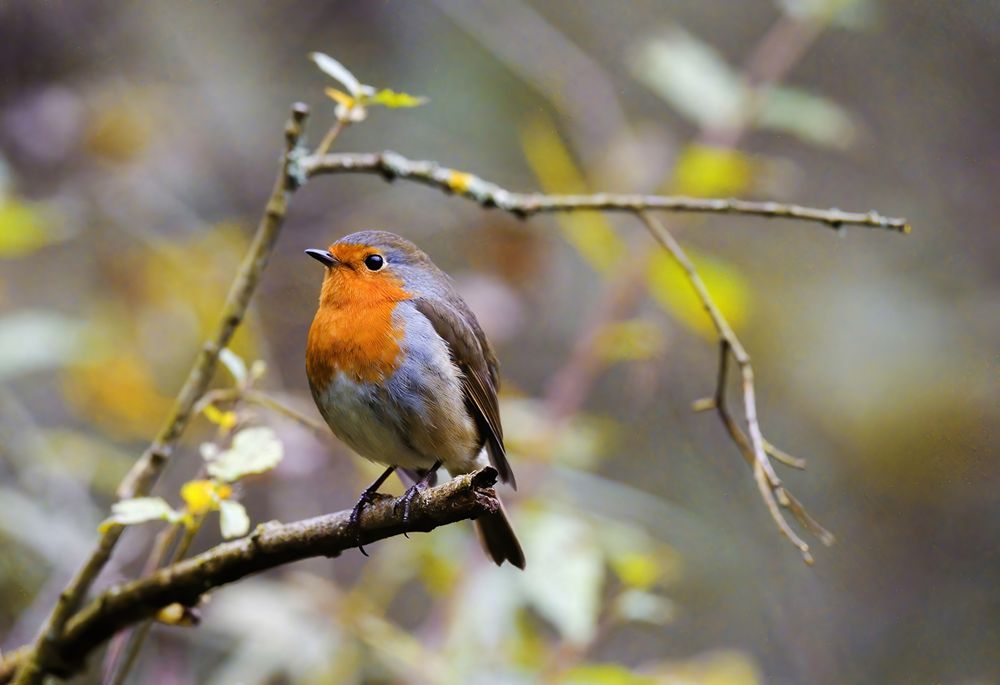 STREAMLINE IMAGING - Updated December 2024 - Barnwell Drive, Cambridge ...