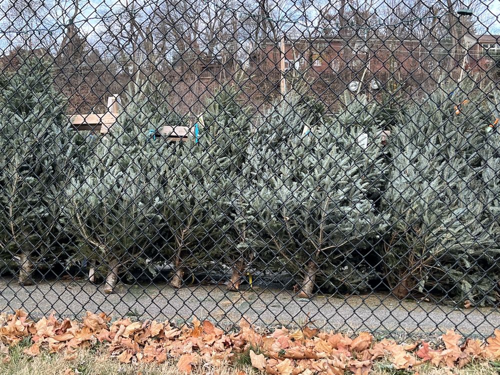 KO MARCHING BAND TREE SALE - 1801 Dormont Ave, Pittsburgh, Pennsylvania ...