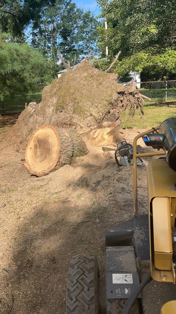 RED OAK STUMP GRINDING - Updated June 2025 - 8768 Old M 78, Haslett ...