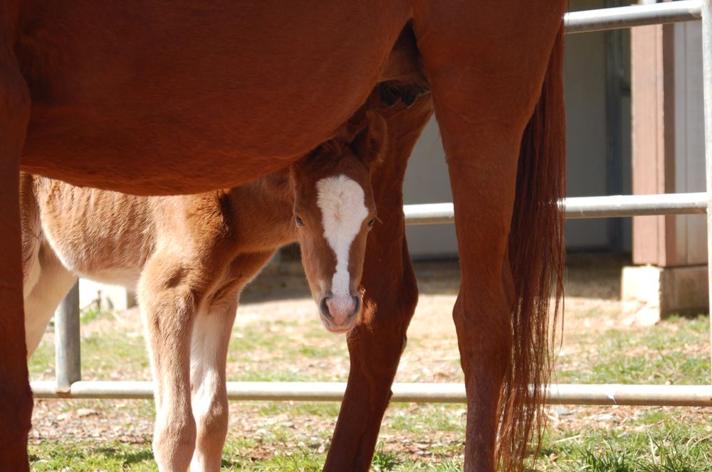 LACEY’S ARABIAN RANCH - Updated June 2026 - 5200 Andy Wolf Rd, Garden ...
