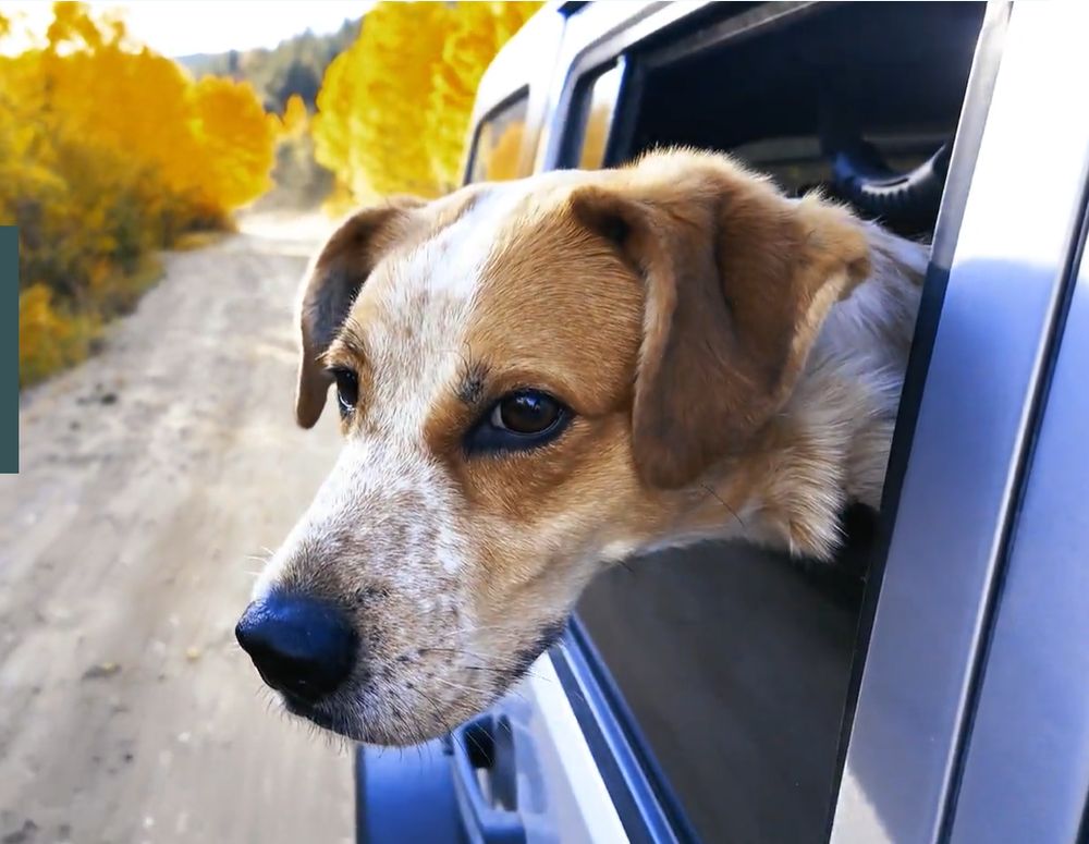METROPOLIS DOG TAXI - Updated April 2025 - Request Information - 17027 ...