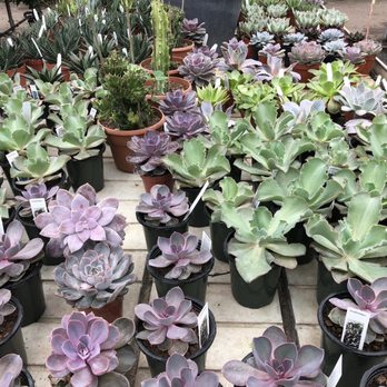 Ott’s Exotic Plants - 175 Photos & 59 Reviews - Nurseries & Gardening ...