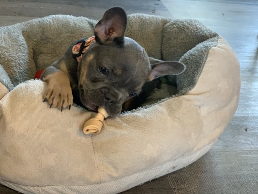 THE ZEN PUPPY - Updated September 2025 - 11 Photos & 10 Reviews - 1130 ...