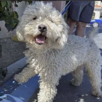 CALIFORNIA DOODLE RESCUE - Updated December 2024 - 35 Photos & 20 ...