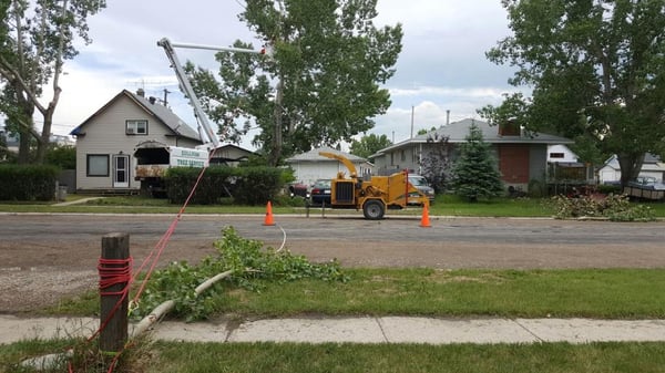 SULLIVAN TREE SERVICE - Updated October 2025 - 50 Photos - 6507 35 ...