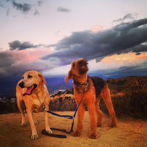 RUFF CUTZ DTLA - Updated April 2024 - 744 South Hill St, Los Angeles ...