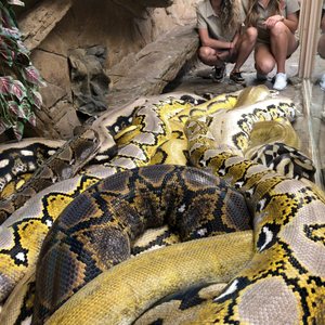 THE REPTILE ZOO - 725 Photos & 355 Reviews - 18822 Brookhurst St ...