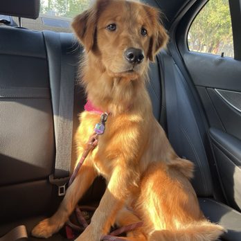 PAWS R US - Updated December 2025 - 87 Photos & 62 Reviews - 7955 N ...