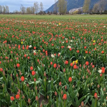 HARRISON TULIP FESTIVAL BY ONOS FARMS - Updated November 2025 - 12 ...
