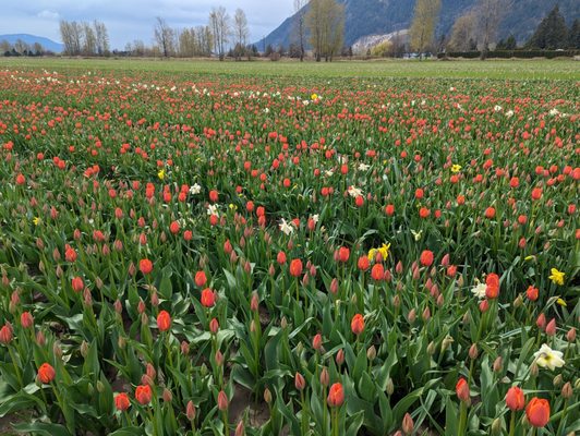 HARRISON TULIP FESTIVAL BY ONOS FARMS - Updated November 2025 - 12 ...