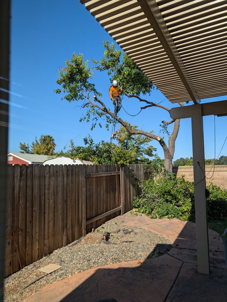 TREE OF LIFE SERVICE - Updated January 2026 - 14 Photos & 12 Reviews ...