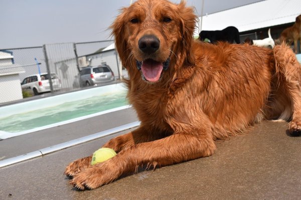 DOGGIE DUDE RANCH AND THE O’CAT CORRAL - Updated May 2024 - 30 Photos ...