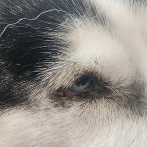 CASTRO VALLEY ANIMAL HOSPITAL - 71 Photos & 286 Reviews - 2837 Castro ...