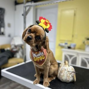 WOOF GANG BAKERY & GROOMING - Updated April 2025 - 15 Photos - 18865 ...