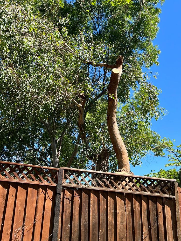 BETTER TREE CARE - Updated September 2025 - 253 Photos - Antioch ...