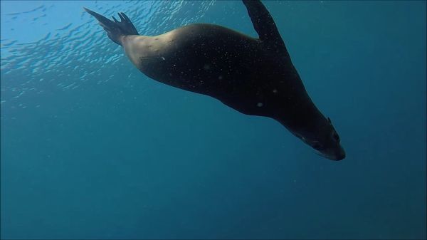 EL MAR DIVING CENTER - Updated April 2026 - 16 Photos - Crestón 263 ...