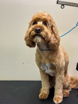 LUXE DOG GROOMING - Updated October 2025 - 15 Photos - 636 W Oak Ave ...