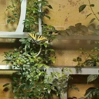 THE SMITHSONIAN BUTTERFLY HABITAT GARDEN - Updated January 2026 - 51 ...