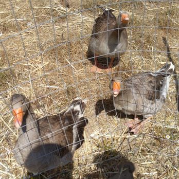 CRYSTAL BAY FARM - Updated September 2024 - 146 Photos & 64 Reviews ...