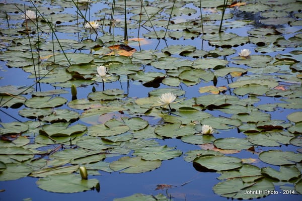 DESOTO NATIONAL FOREST - TUXACHANIE TRAIL POW CAMP - Updated July 2025 ...