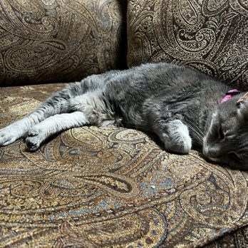 THE CAT CHILLIN ZONE - Updated December 2025 - 30 Photos & 17 Reviews ...