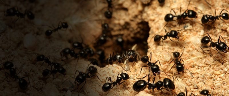 INTEGRITY PEST SOLUTIONS - Updated June 2024 - 13 Photos - 15519 ...