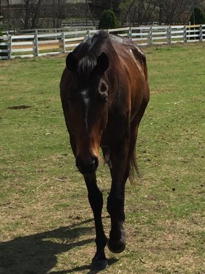 ROCKING J STABLES - Updated September 2025 - 2802 S Country Club Rd ...