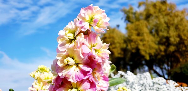 HEATHER FARM PARK - Updated January 2026 - 777 Photos & 340 Reviews ...