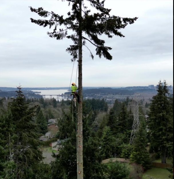 GREENLIFE TREE SERVICES - Updated September 2025 - 26356 108th Ave SE ...