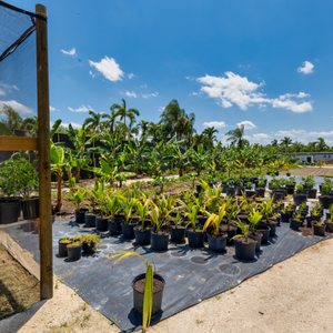 PARADISE FARMS - 35 Photos - 19801 SW 320th St, Homestead, Florida ...