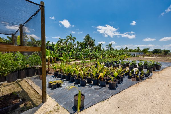 TINEZ FARMS - Updated May 2025 - 337 Photos & 62 Reviews - 16405 SW ...