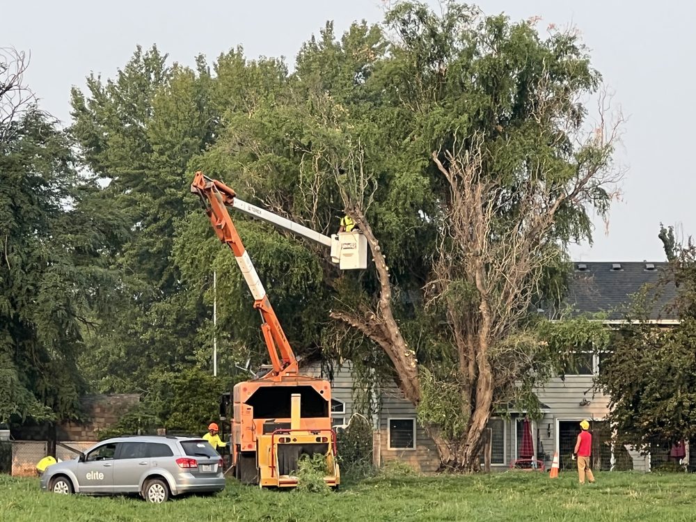 ELITE TREE SERVICE - Updated June 2025 - 16 Photos - 115 NW Boardman ...