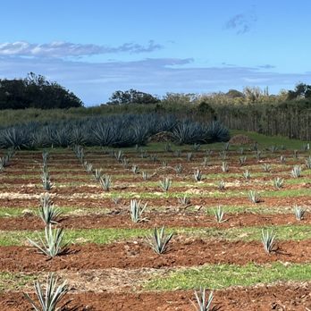 WAIKULU DISTILLERY - Updated January 2025 - 58 Photos & 21 Reviews ...