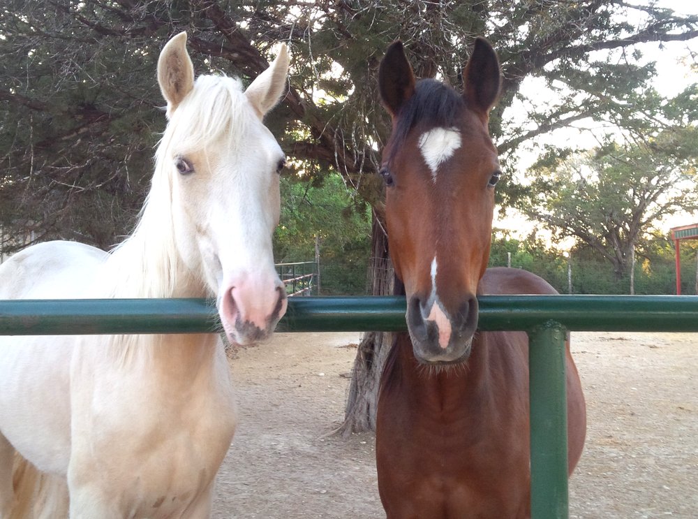 RED HORSE RANCH - Updated October 2024 - 1791 Bell Springs Rd, Dripping ...