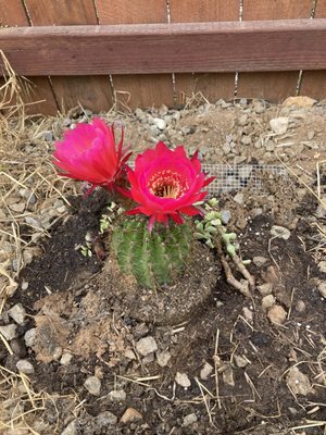 LOWE’S HOME IMPROVEMENT - Updated January 2026 - 180 Photos & 468 ...