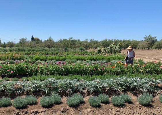 ZINC HOUSE FARM - 20679 CA-120, Escalon, California - Attraction Farms ...