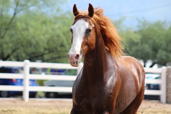 TRAK - THERAPEUTIC RANCH FOR ANIMALS AND KIDS - Updated October 2025 ...