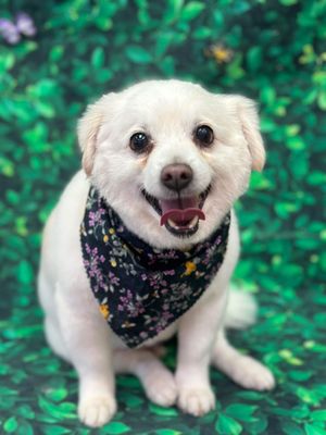 LUXE DOG GROOMING - Updated August 2025 - 13 Photos - 636 W Oak Ave ...