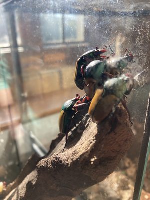 K-STATE INSECT ZOO - Updated November 2025 - 22 Photos & 12 Reviews ...