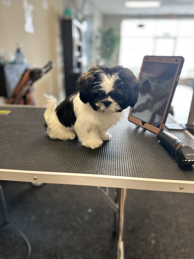 BOUGIE PUP SALON & DAYCARE - Updated June 2026 - Request an Appointment ...