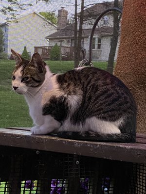 WALBERT ANIMAL HOSPITAL - Updated November 2024 - 30 Photos & 10 ...