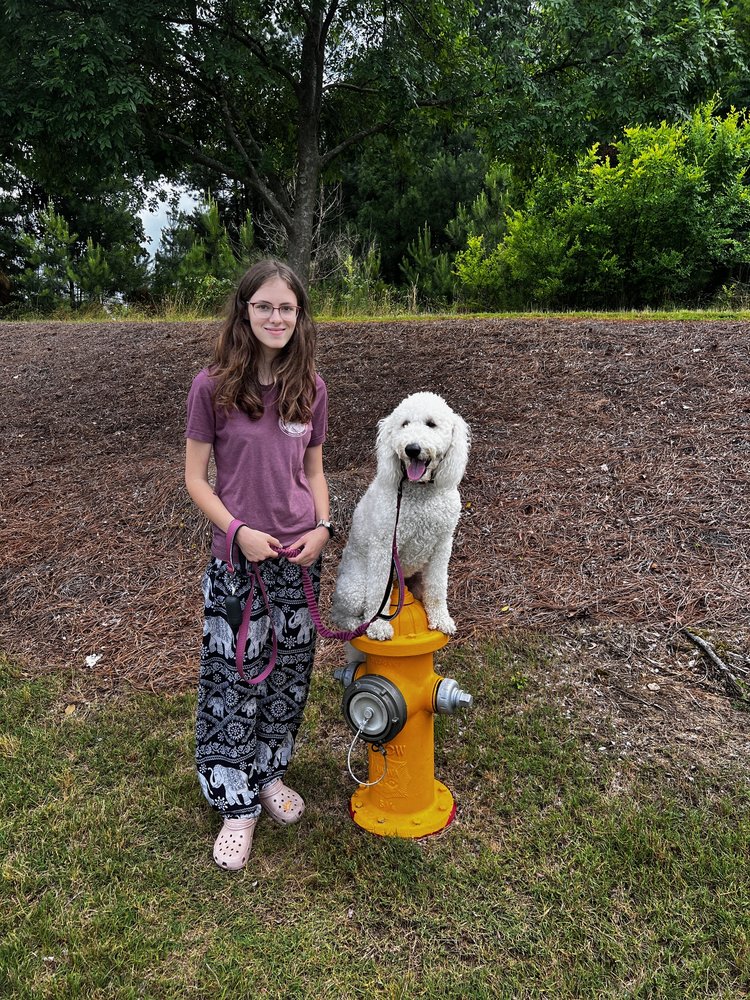 SIT MEANS SIT DOG TRAINING RALEIGH - Updated April 2026 - 40 Photos ...