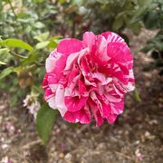 UCR BOTANIC GARDENS - 584 Photos & 120 Reviews - 1 Botanic Gardens Dr ...