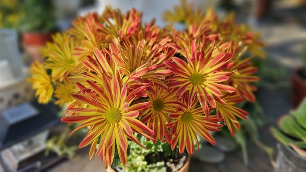 MOUNT ST JOSEPH CARMELITE MONASTERY - Updated January 2026 - 131 Photos ...