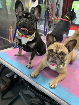 CURBSIDE CLIPS MOBILE DOG GROOMING - Updated April 2025 - 183 Photos ...