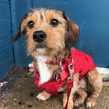 WOOFLE DOG WALKING - Updated January 2026 - 54 Photos & 28 Reviews ...